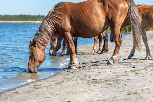 Combien d'eau boit un cheval par jour ? Facteurs influents sur la ...