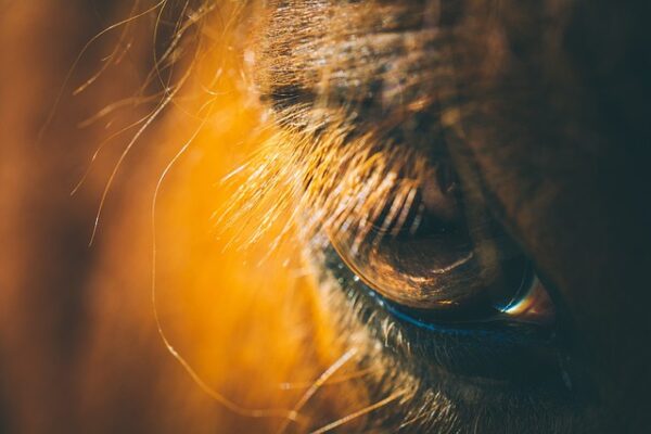 Comment voit un cheval : Découverte de la vision étonnante des chevaux ...